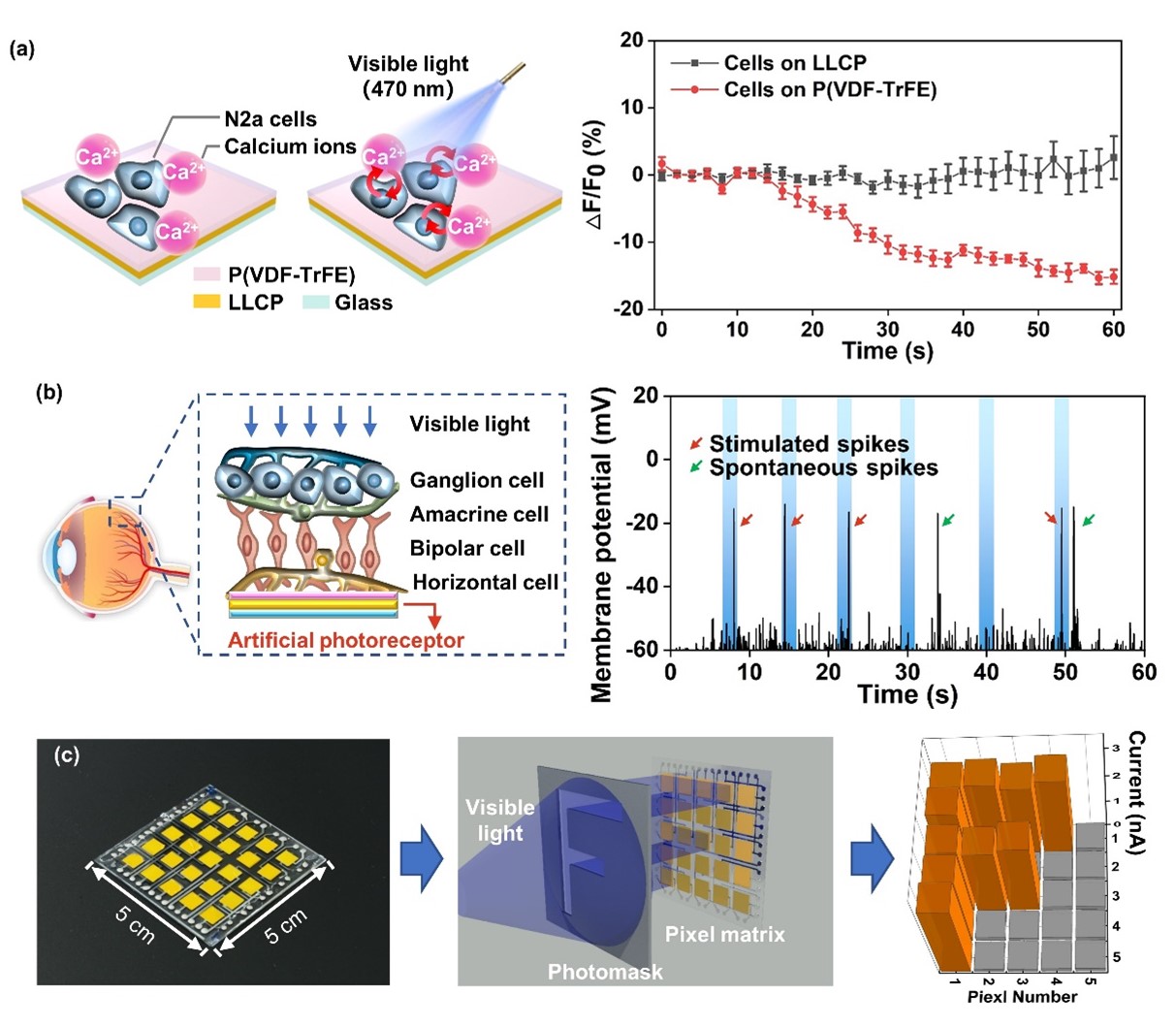 Adv. Funct. Mater., 2023, 2214172